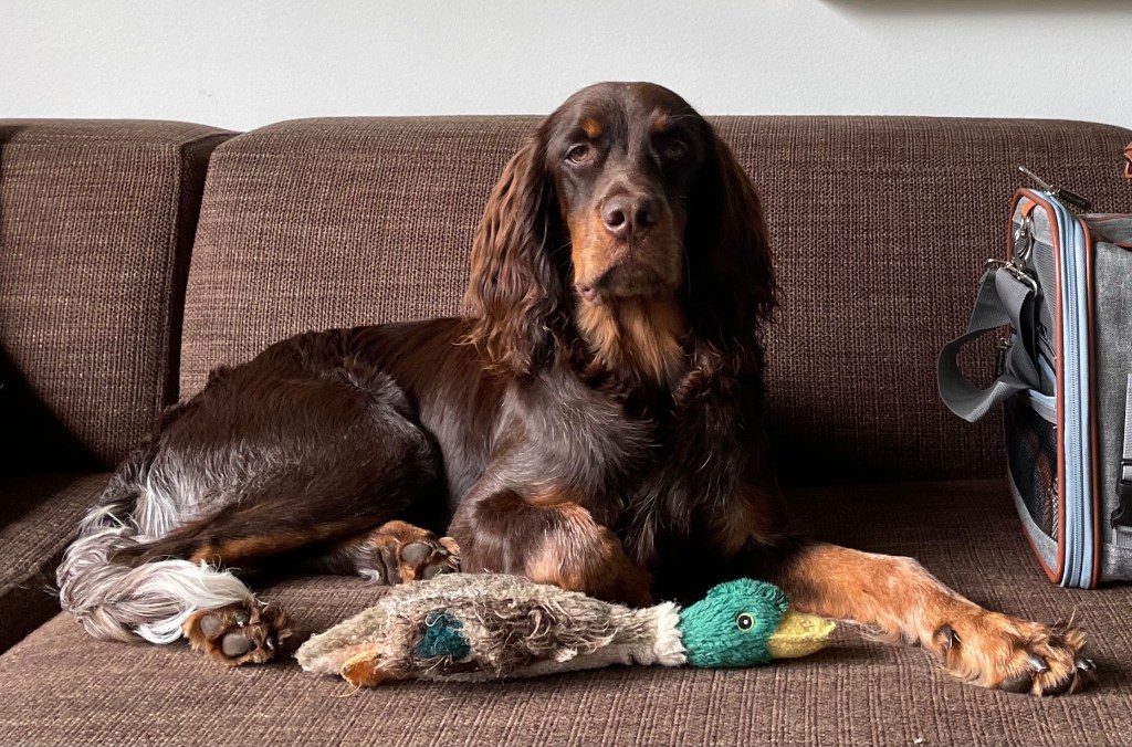 Appearance/Structure – US Picardy Spaniel Alliance