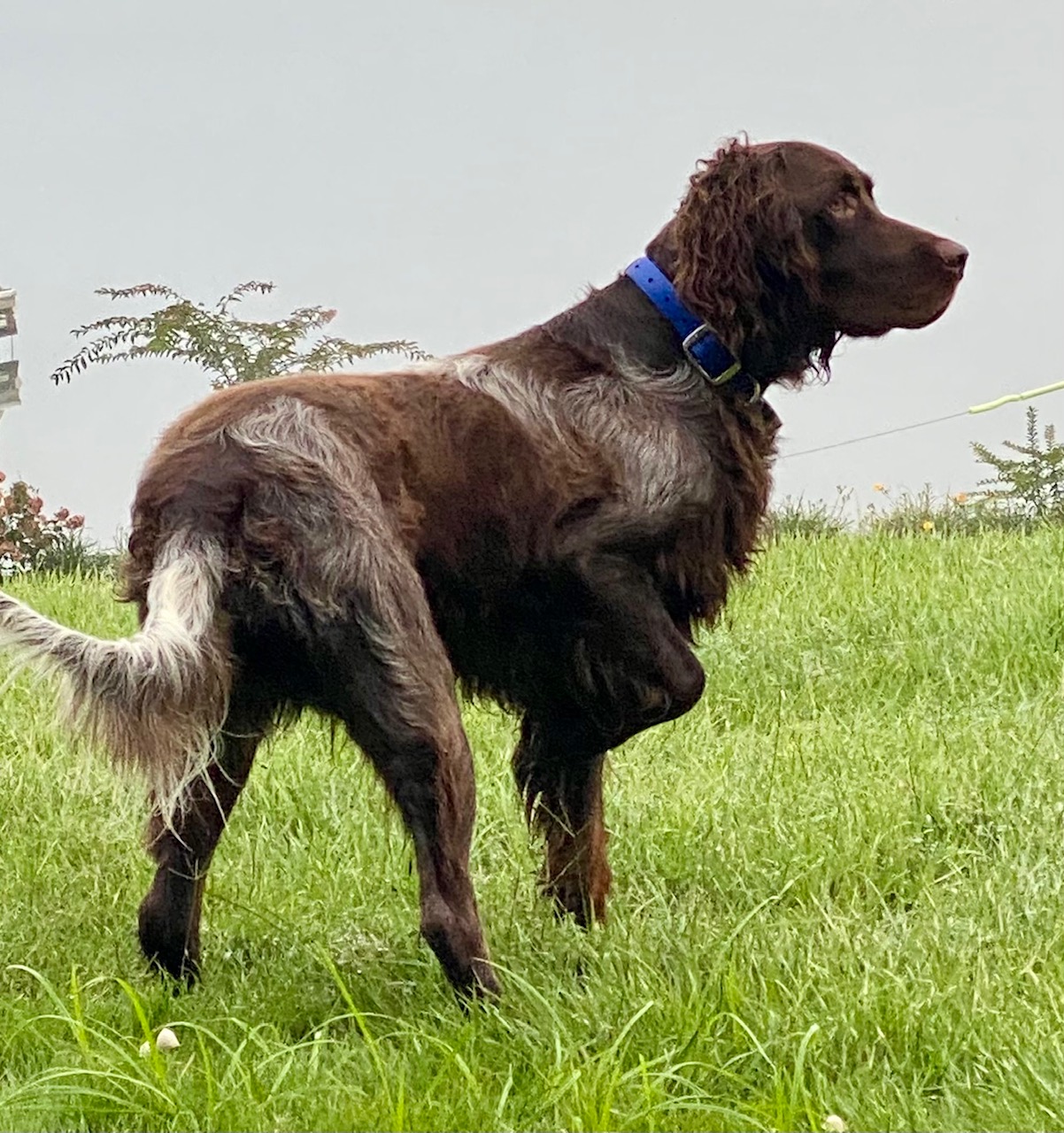 Appearance/Structure – US Picardy Spaniel Alliance