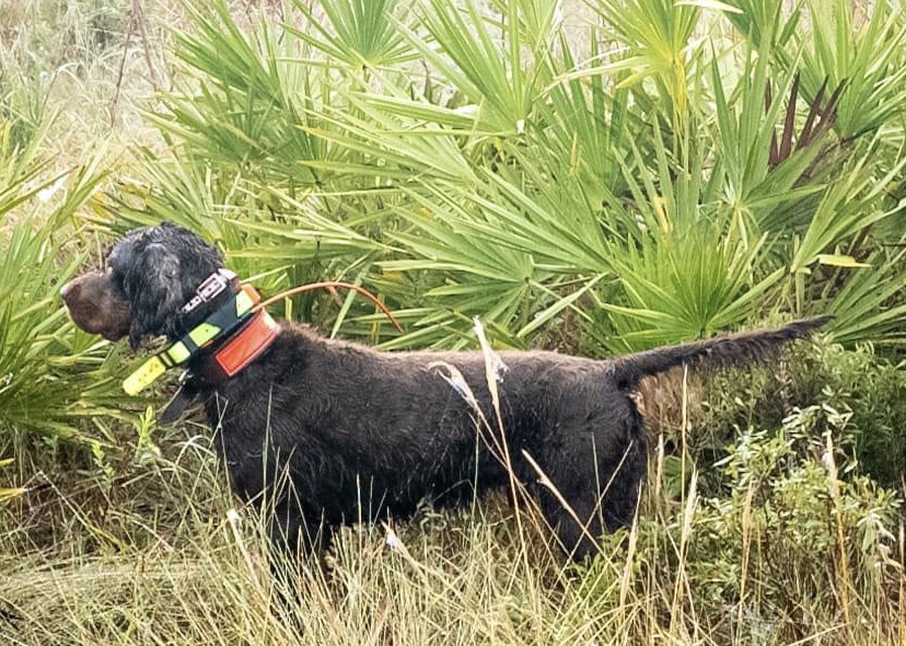 History – US Picardy Spaniel Alliance