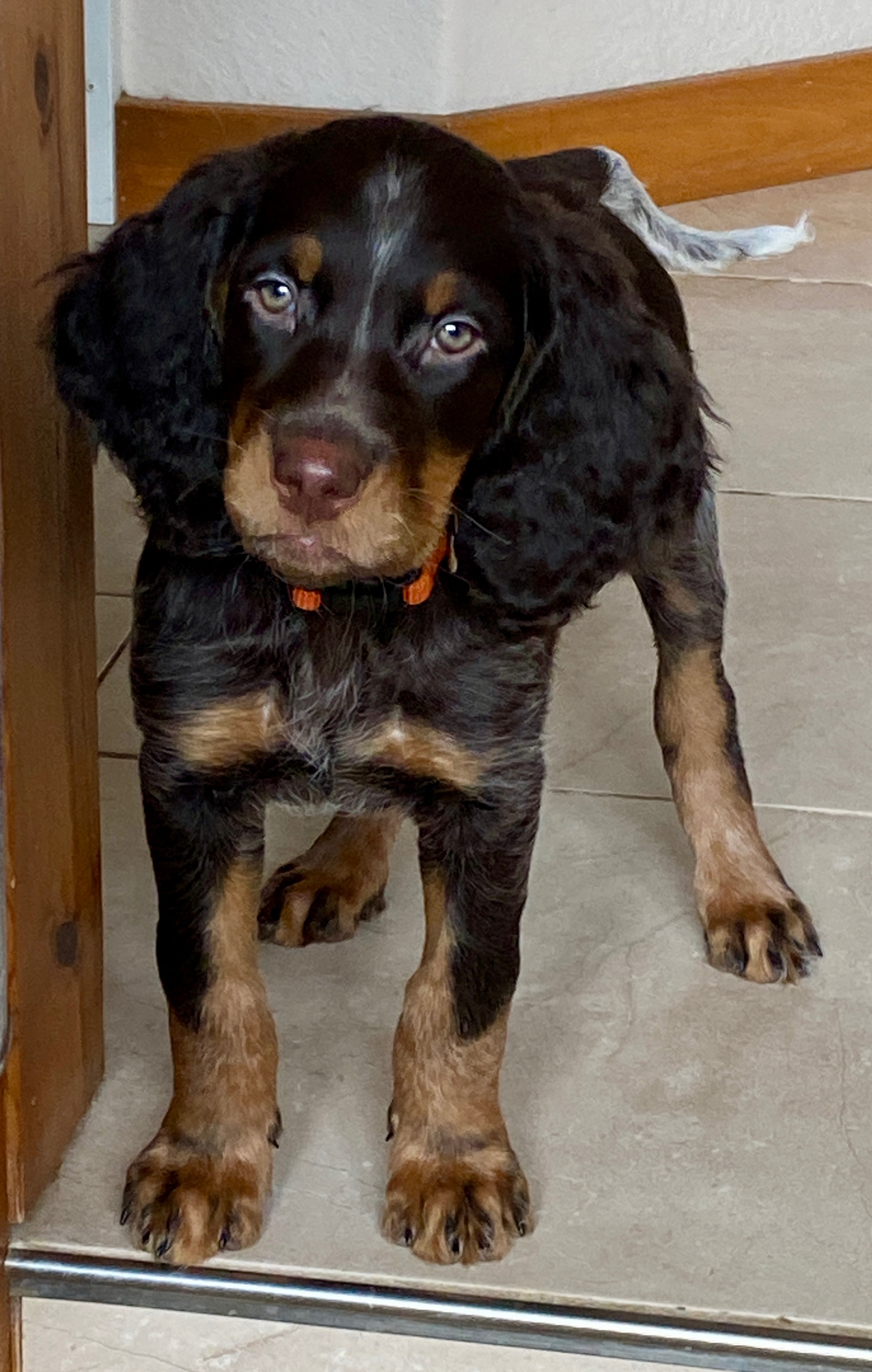 Dior’s Training Timeline – US Picardy Spaniel Alliance