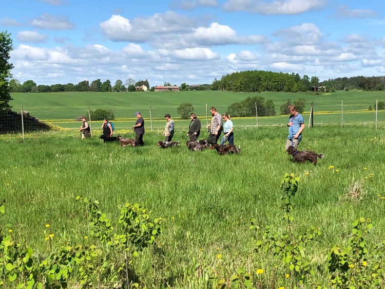 2022 Hayabusa Kennel Club Training Clinic and Field Competition ...