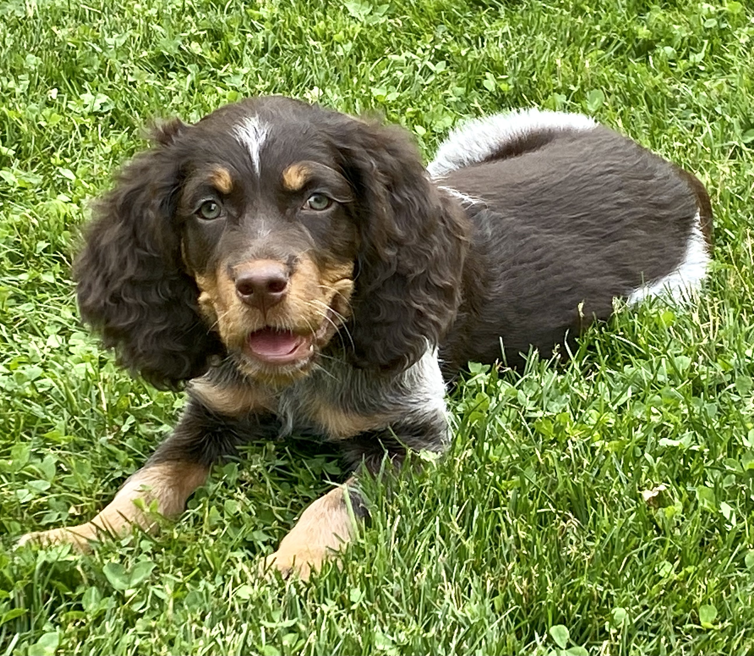Realistic Expectations – US Picardy Spaniel Alliance