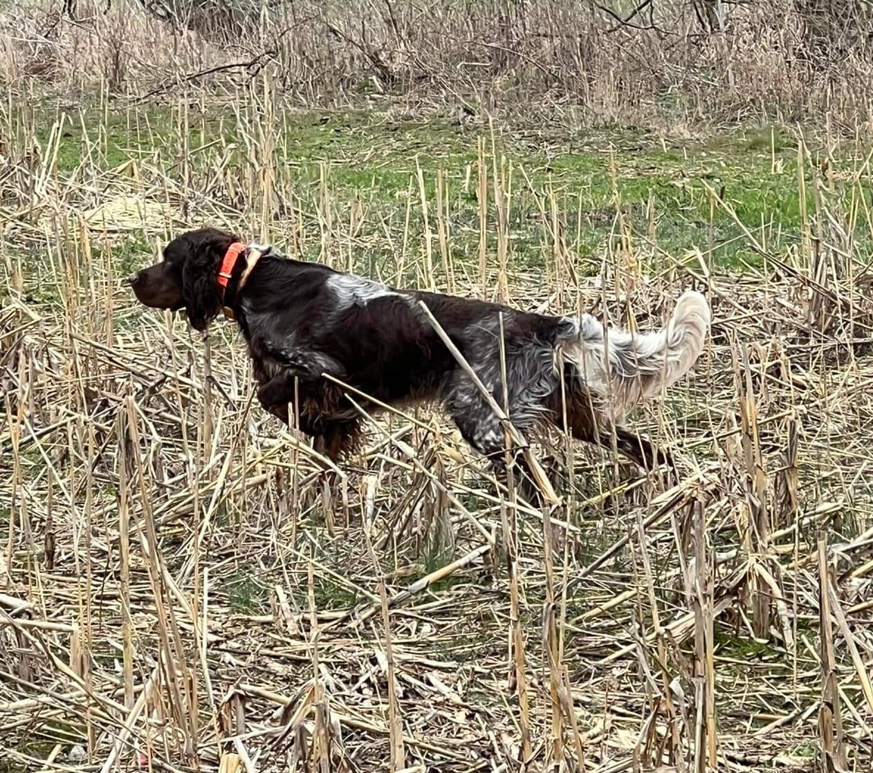 When to Spay/Neuter – US Picardy Spaniel Alliance