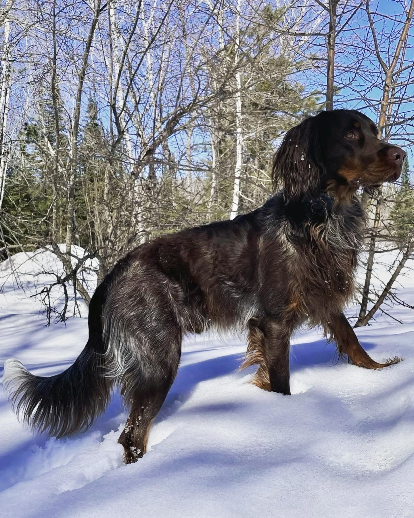 The First Hunt: Alone or With an Experienced Dog? – US Picardy Spaniel ...