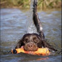SS Sport Dogs A-Litter – US Picardy Spaniel Alliance