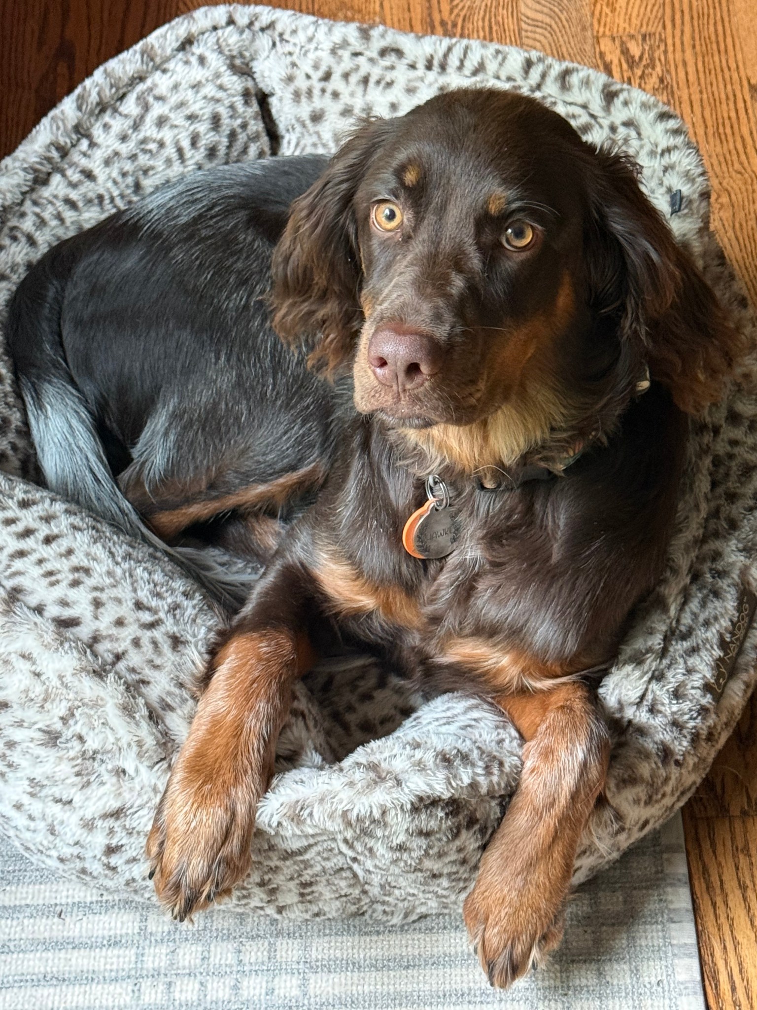 Understanding Canine Epilepsy Part I – US Picardy Spaniel Alliance
