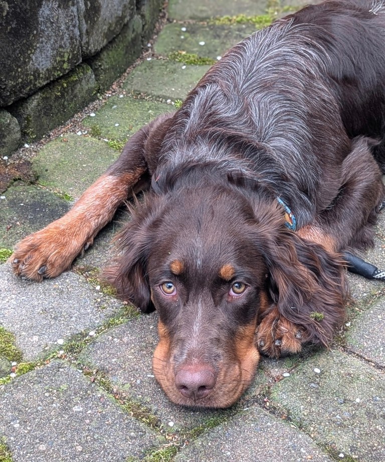 Understanding Canine Epilepsy – Part IV – US Picardy Spaniel Alliance